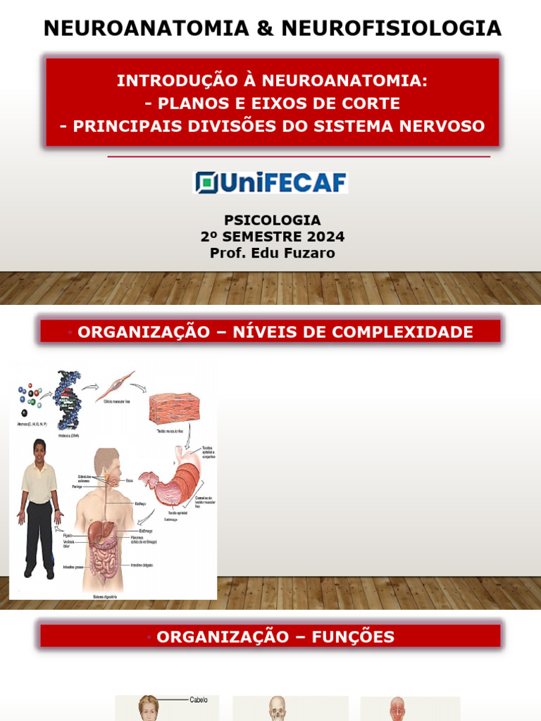Fundamentos de Neuroanatomia e Cortes | PDF | Anatomia | Sistema nervoso