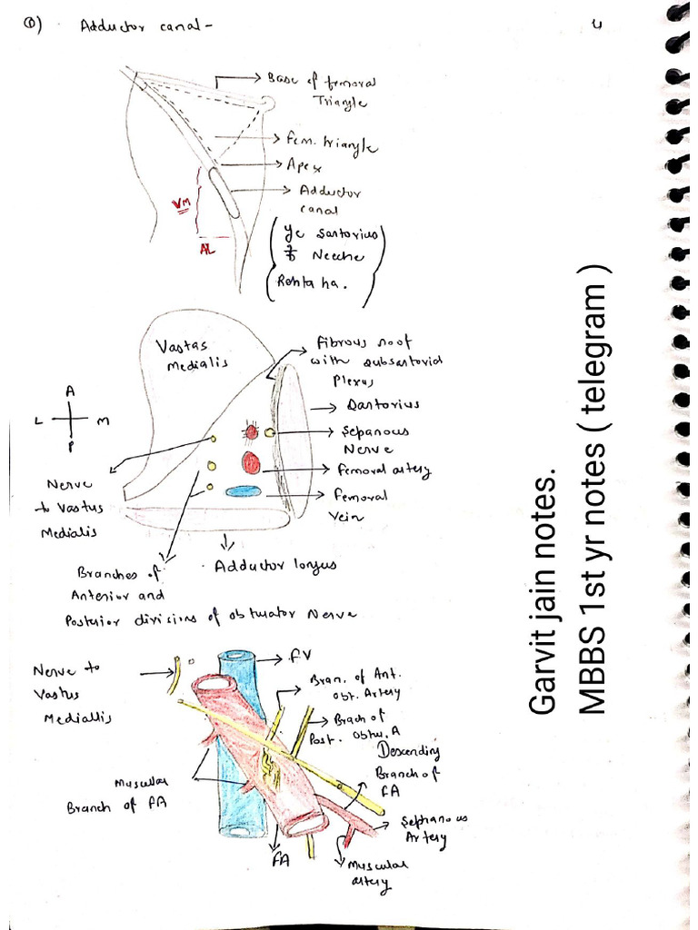 Adductor Canal | PDF