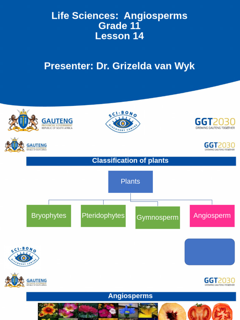Life Sciences Gr.11 Lesson 14 Angiosperms | PDF | Plants | Plant Stem