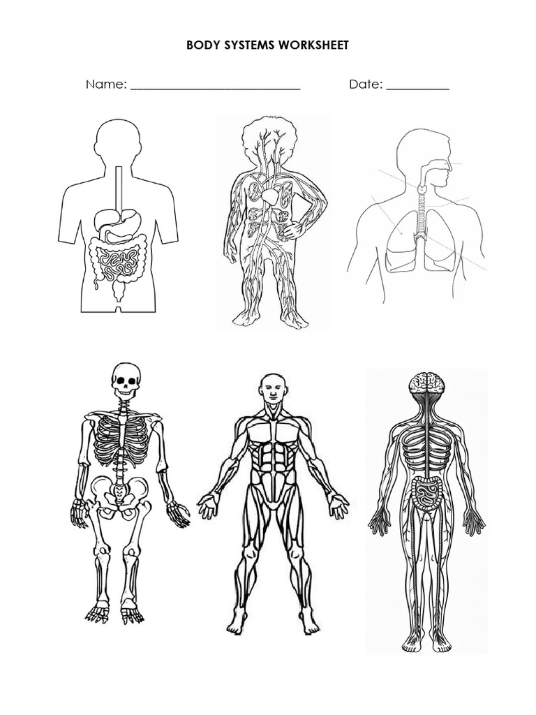 Body Systems Worksheet | PDF | Computers | Technology & Engineering