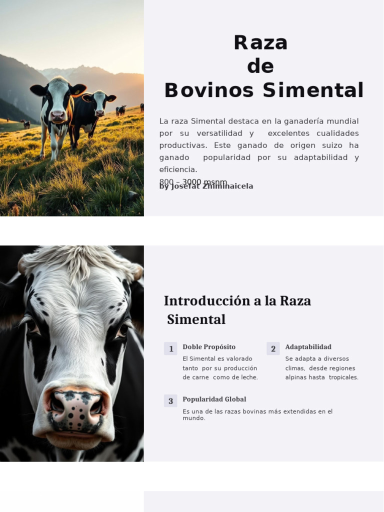 SIMMENTAL | PDF | Leche | Carne