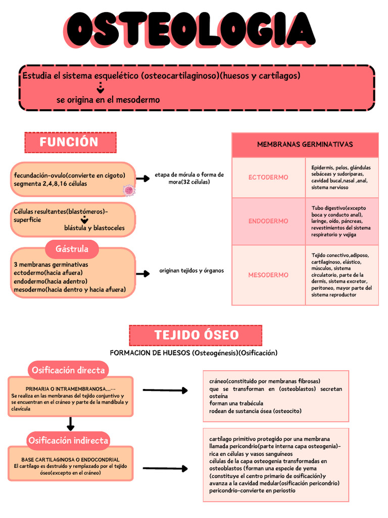 Morfo PDF | PDF | Hueso | Anatomía
