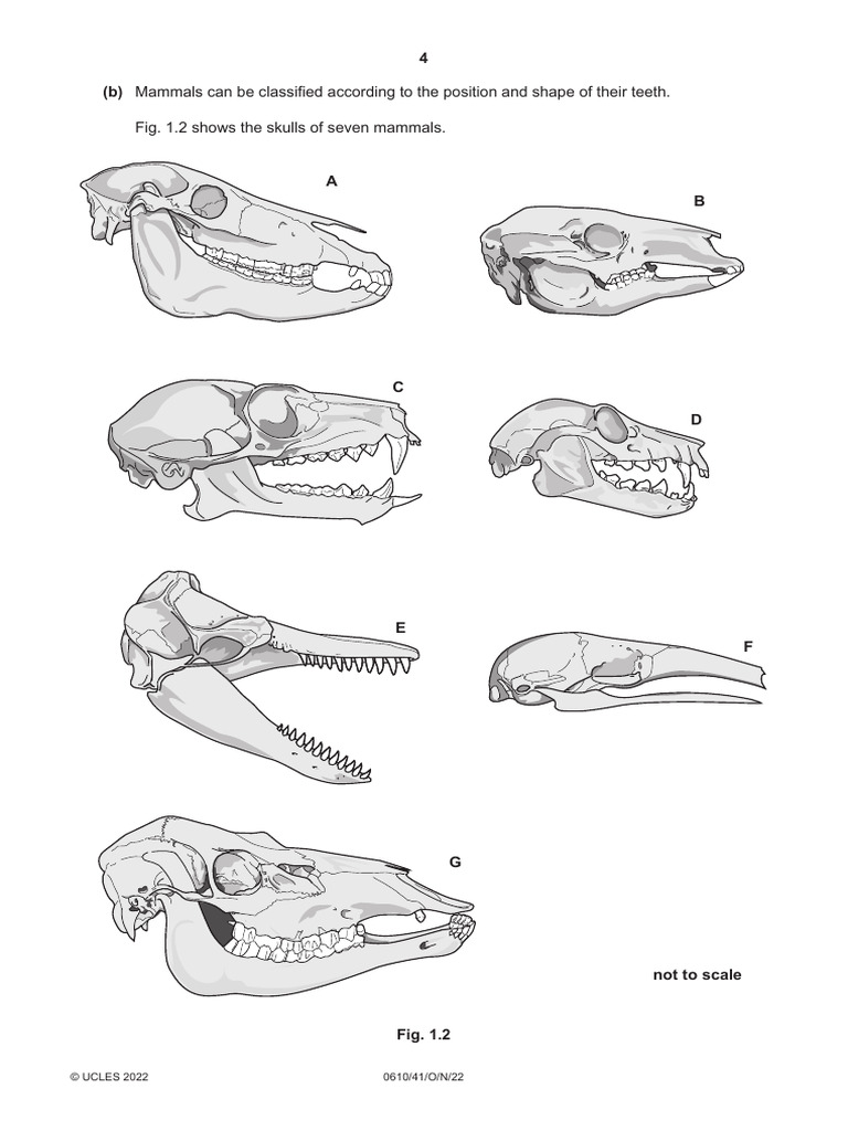Question On Dichotomous Key | PDF | Tooth | Cetaceans