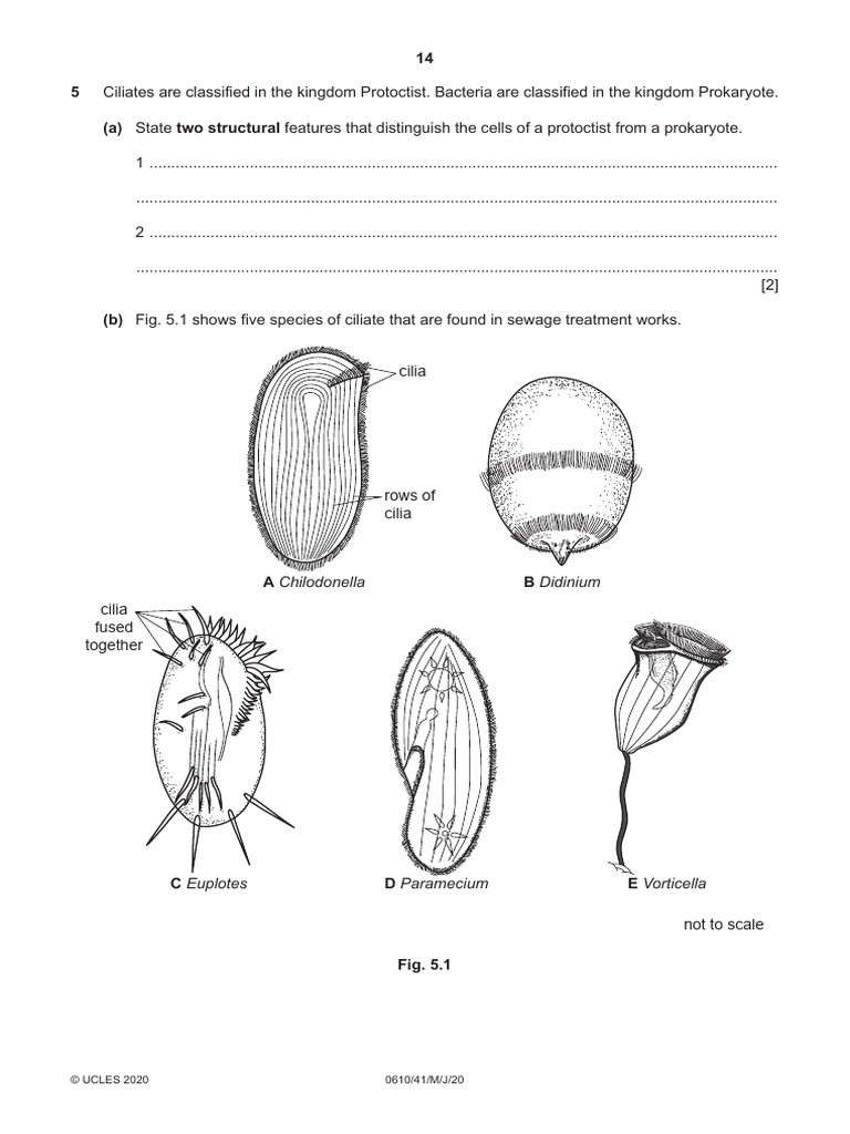 Question On Protoctists, Prokaryotes and Dichotomous Key (Solved) | PDF ...