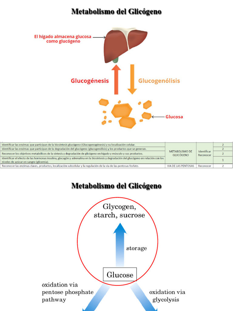 Clase Sol2 Metabolismo Del Gluc C3 B3geno | PDF | Nicotinamida Adenina Dinucleótido Fosfato ...