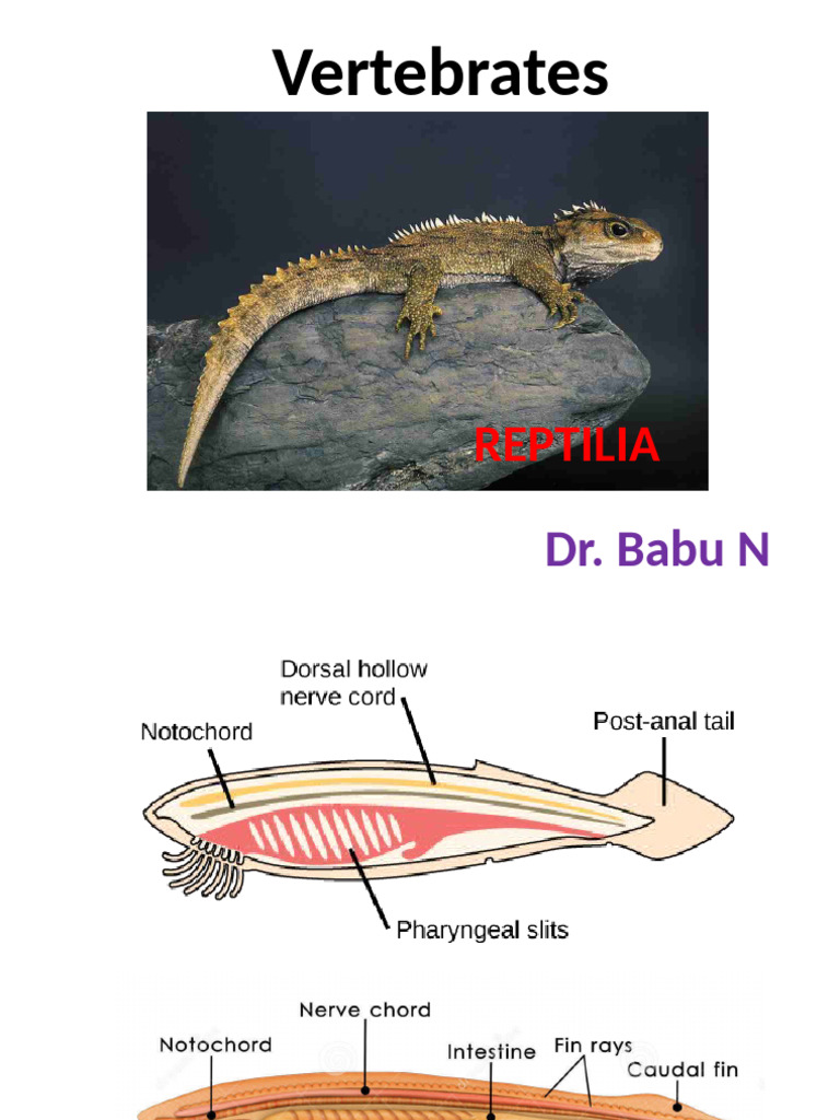 Reptiles_Vertebrates_Dr. BNS | PDF | Vertebrates | Reptile