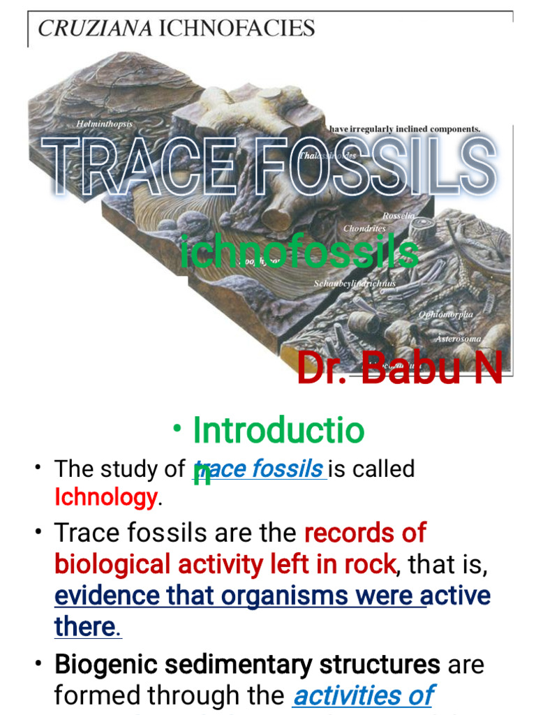 TRACE FOSSILS Ichnology - Dr. BNS | PDF | Fossil | Paleontology