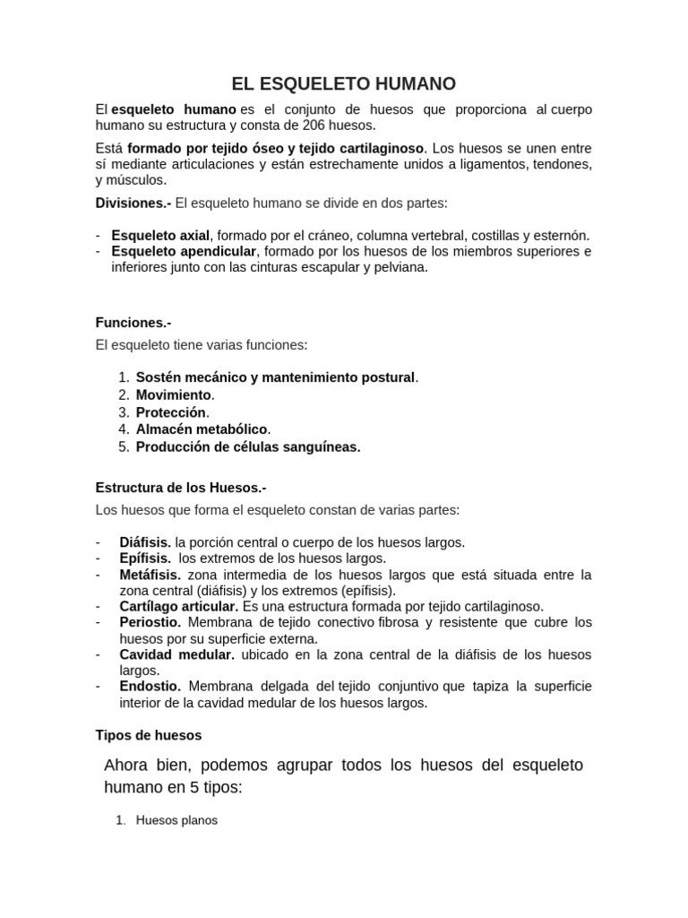 Estructura y Funciones del Esqueleto Humano | PDF | Hueso | Esqueleto