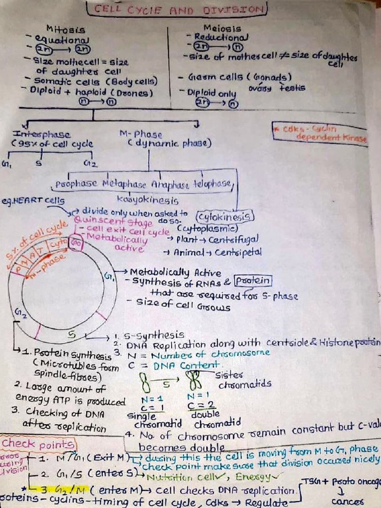 Cell Cycle and Divison Short Notes | PDF | Meiosis | Mitosis