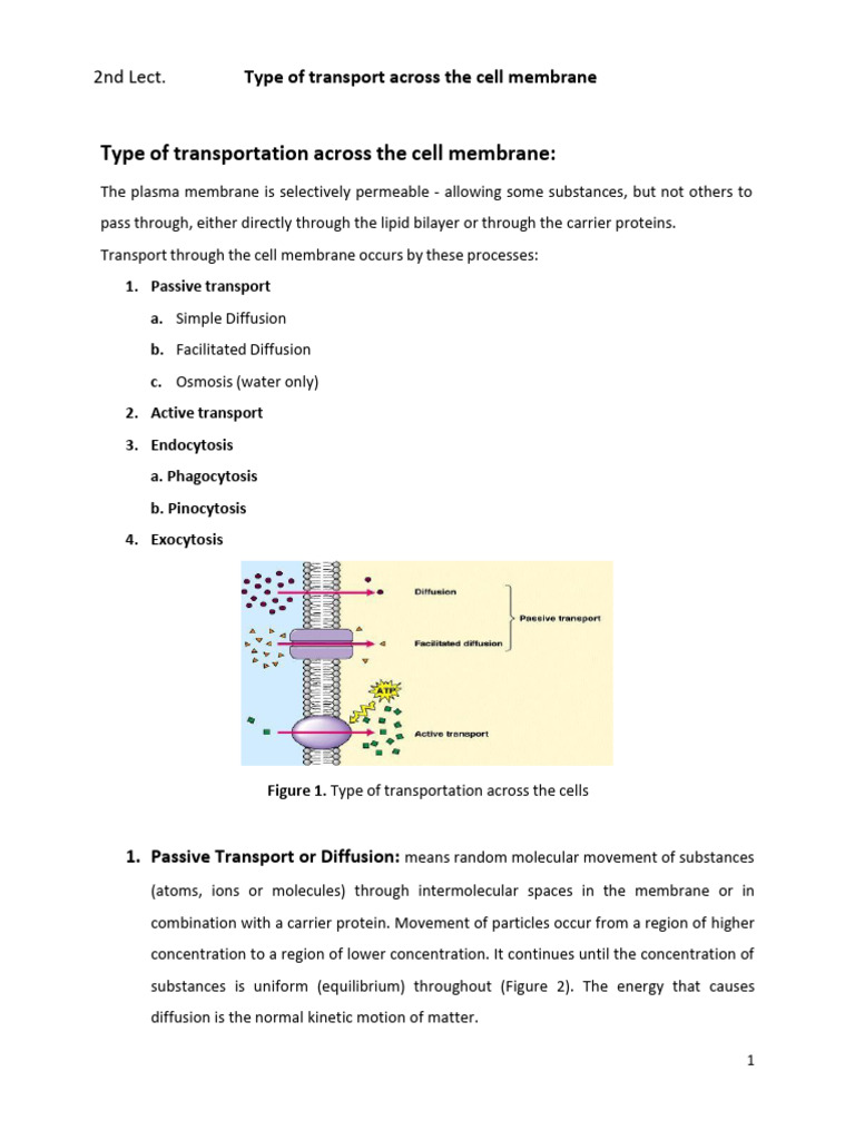 2nd Lect. Type of Transportation | PDF | Cell Membrane | Osmosis
