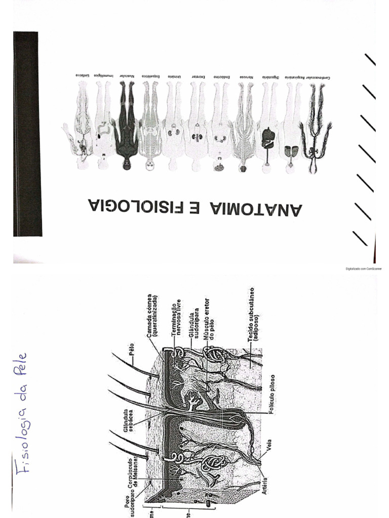 Apostila Anatomia Pdf