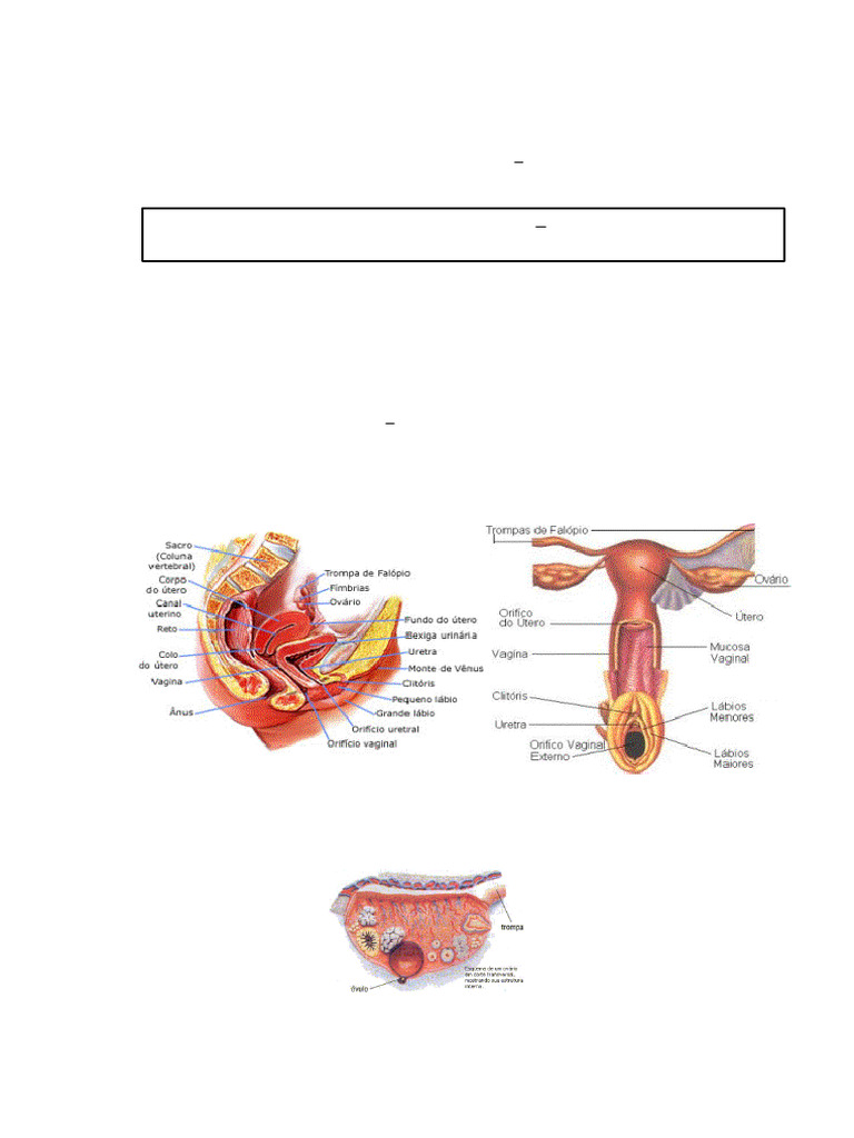 Roteiro de estudo aula 1- modulo 3 | PDF | Sistema reprodutivo | Vagina