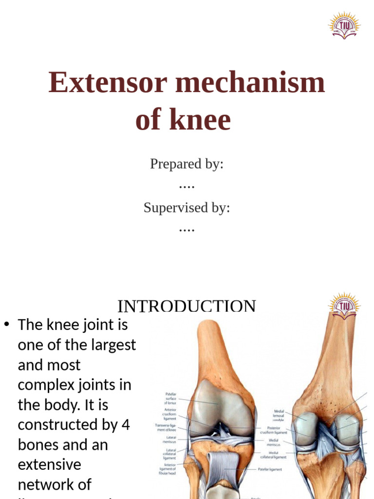 Knee Extensor Mechanism Explained | PDF | Knee | Anatomical Terms Of Motion