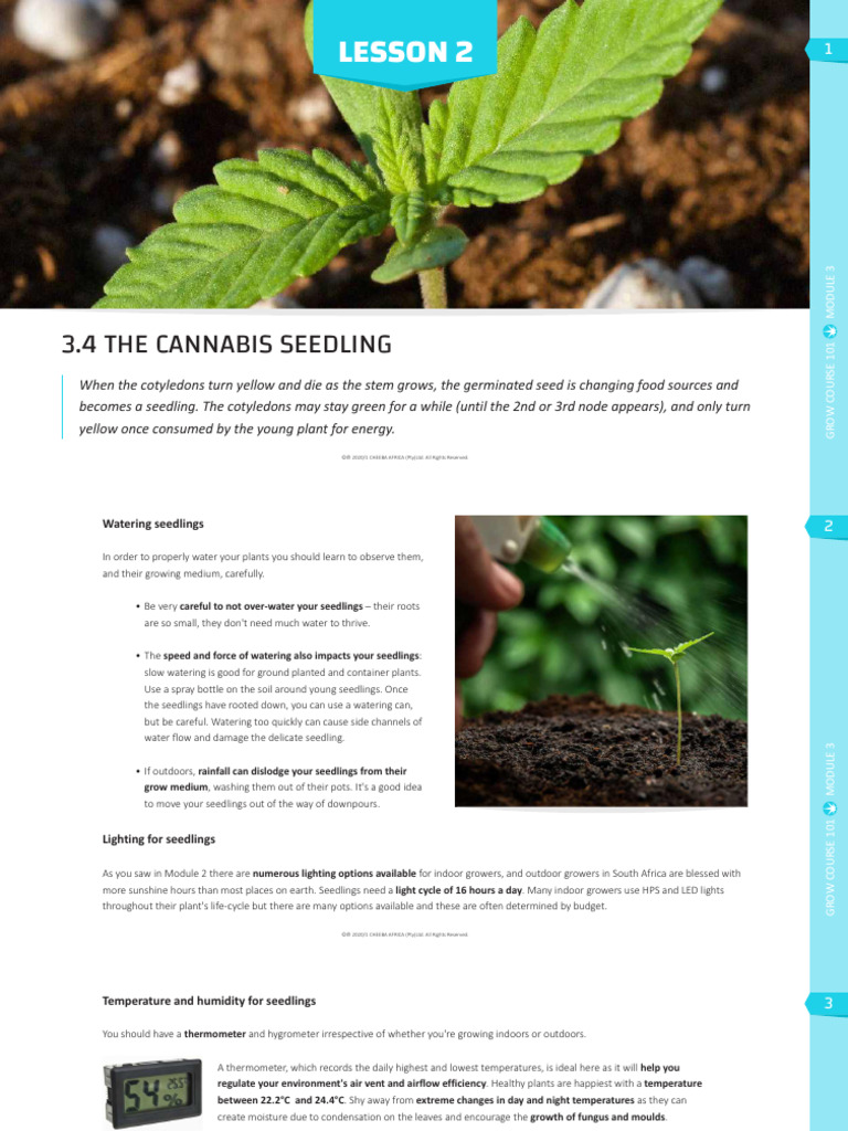 Cannabis Grow Course 101 - Module 3 - Plant & Germinate (Lesson 2)(1) | PDF | Seedling | Plant ...