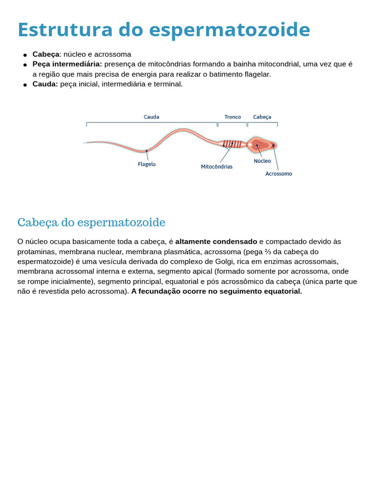 Estrutura Do Espermatozoide | PDF | Fertilização | Membrana celular
