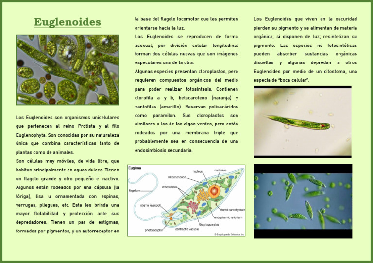 Euglenoides PDF Mai | PDF