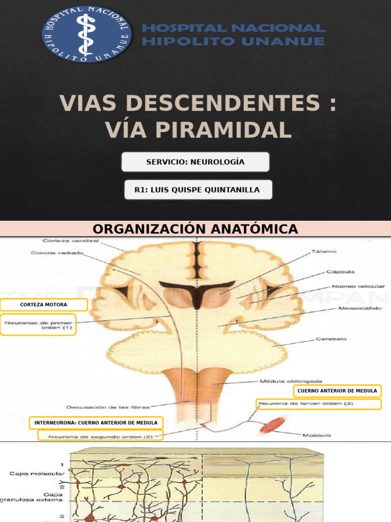 Via Piramidal | PDF | Neurociencia | Neuroanatomía