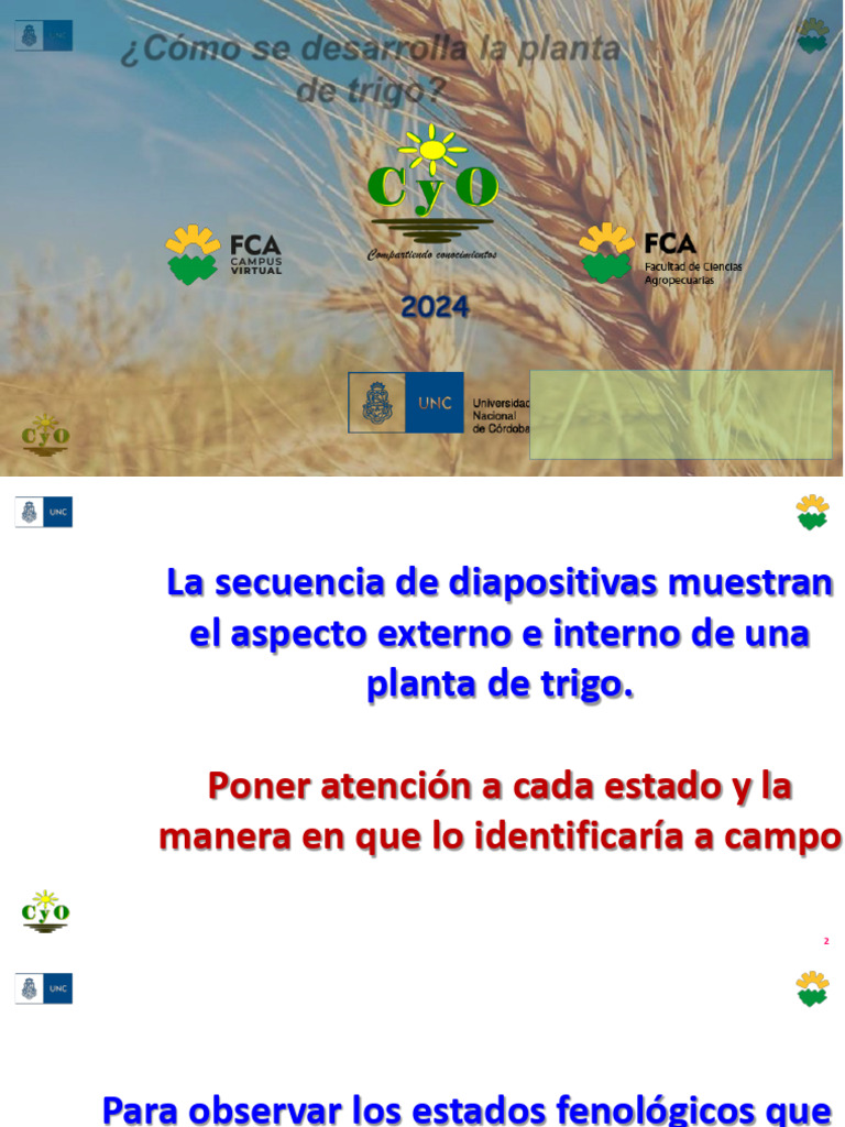Etapas Fenológicas del Trigo según Zadoks | PDF | Hoja | Tallo de la planta