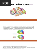 Áreas de Brodmann | PDF | Cerebro | Percepción