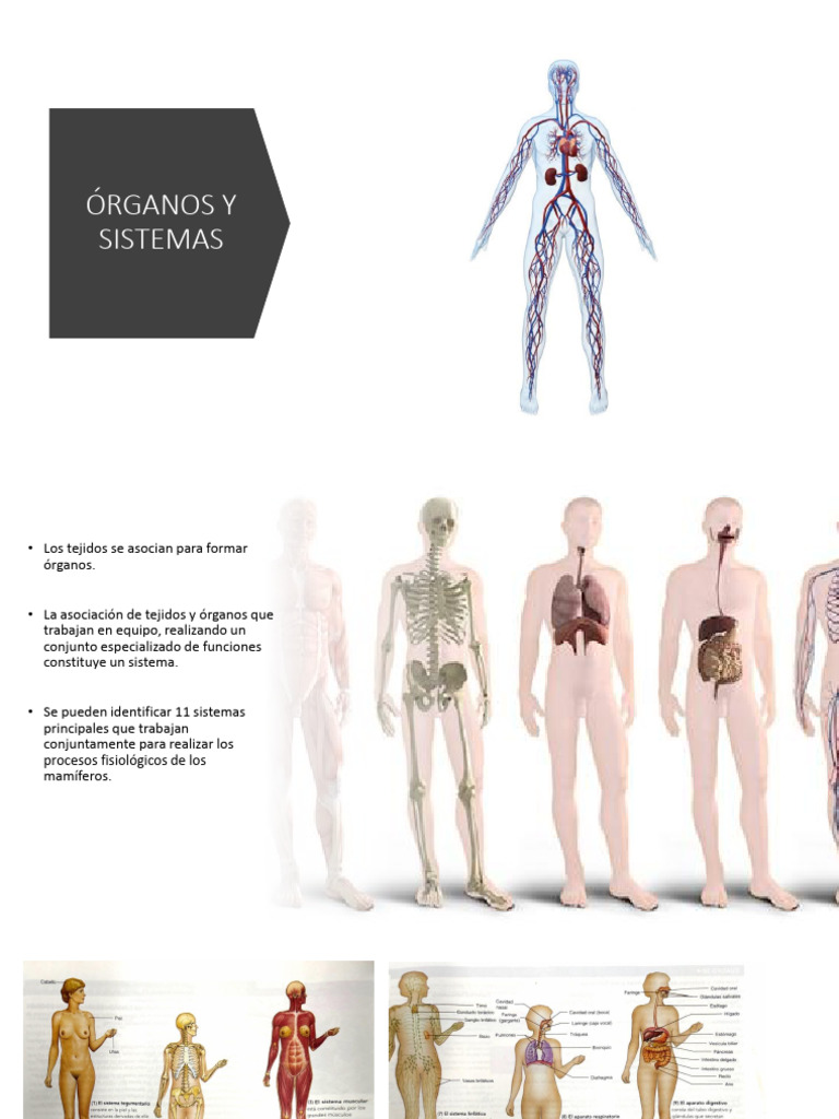 Ã RGANOS Y SISTEMAS | PDF | Termorregulación | Homeostasis