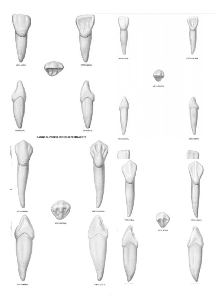 Morfologia Dientes | PDF