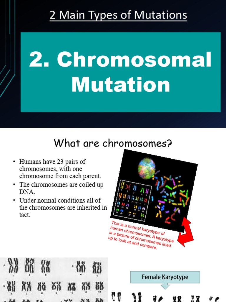 Types of Chromosomal Mutations Explained | PDF | Social Science | Wellness