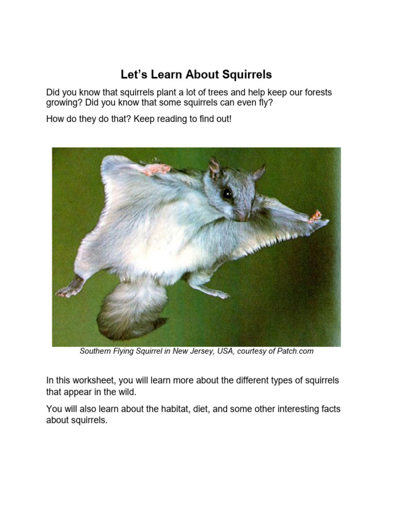 Lets Learn About Squirrels | PDF | Squirrel | Nest
