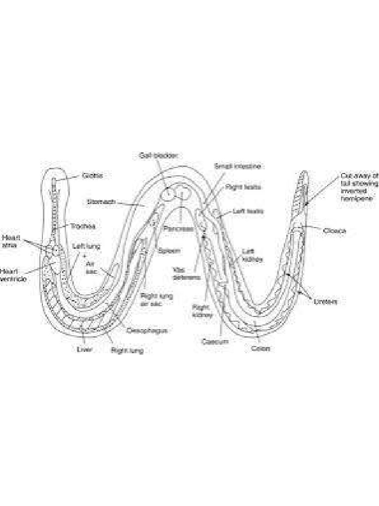 Cross Section of A Snake | PDF