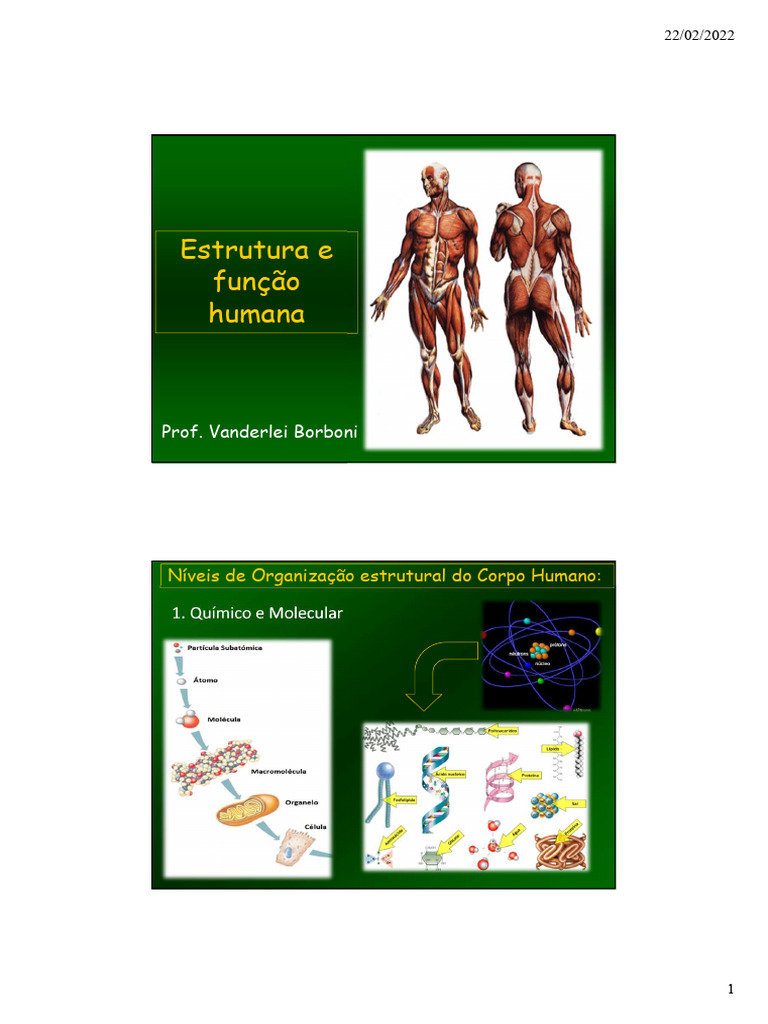 01 - Planos, Eixos e Termos Anatômicos | PDF | Corpo humano | Anatomia
