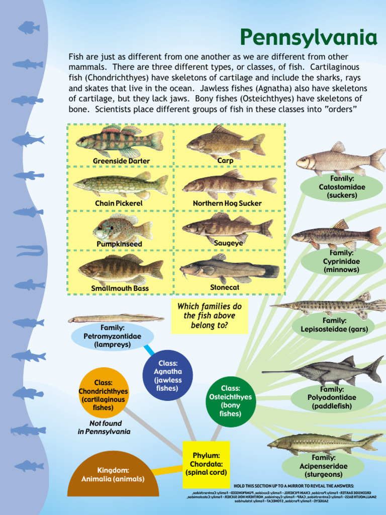 11-fishtree | PDF | Fish | Aquatic Vertebrates