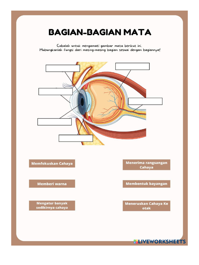 LKPD Bagian Mata 1 | PDF