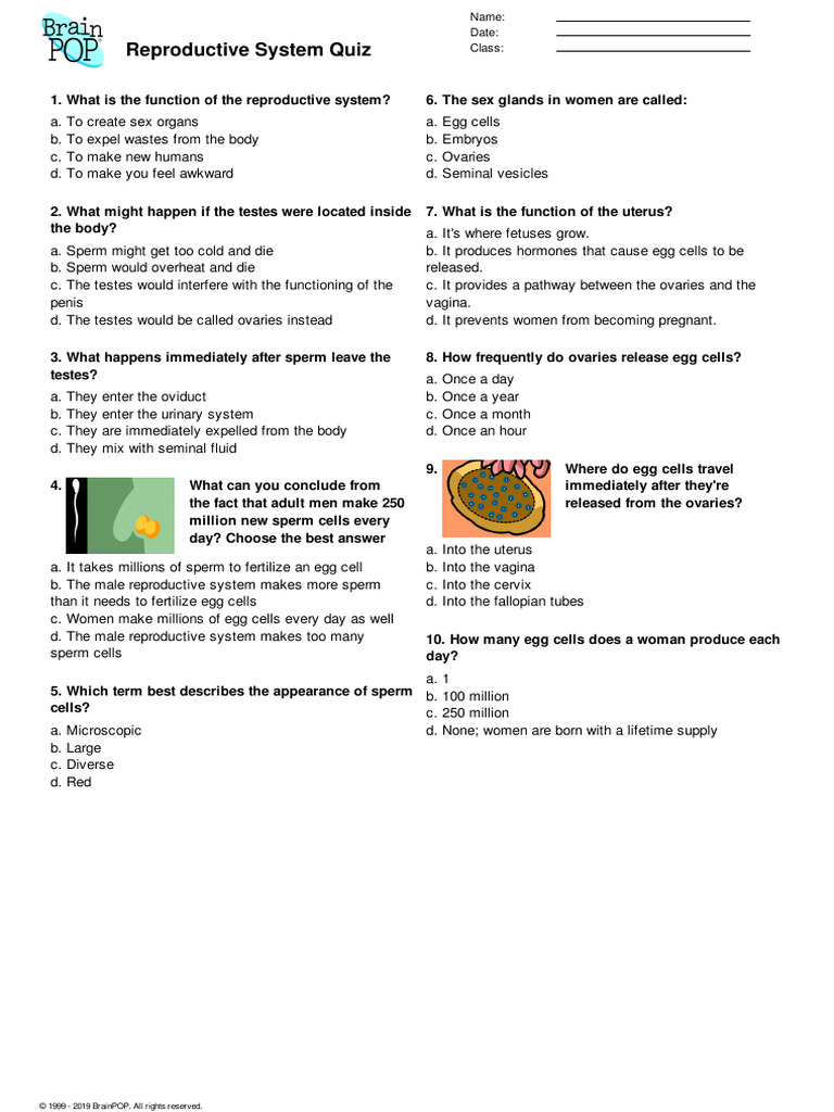 Human Reproductive System Quiz | PDF | Reproductive System | Ovary