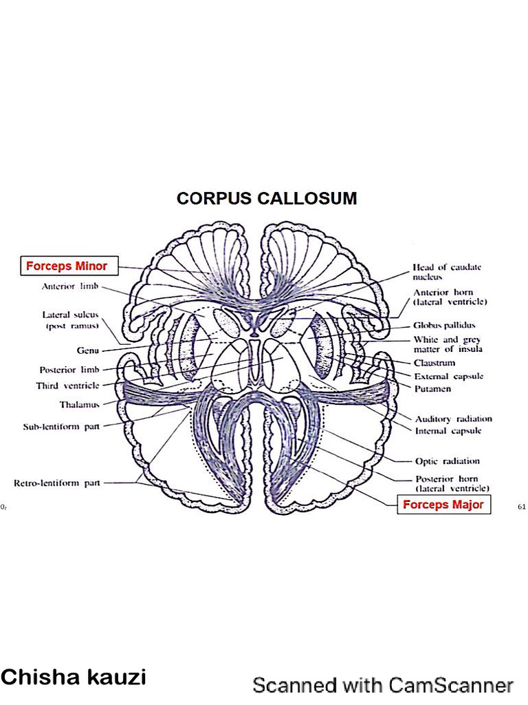 Neuro Practice Diagrams | PDF