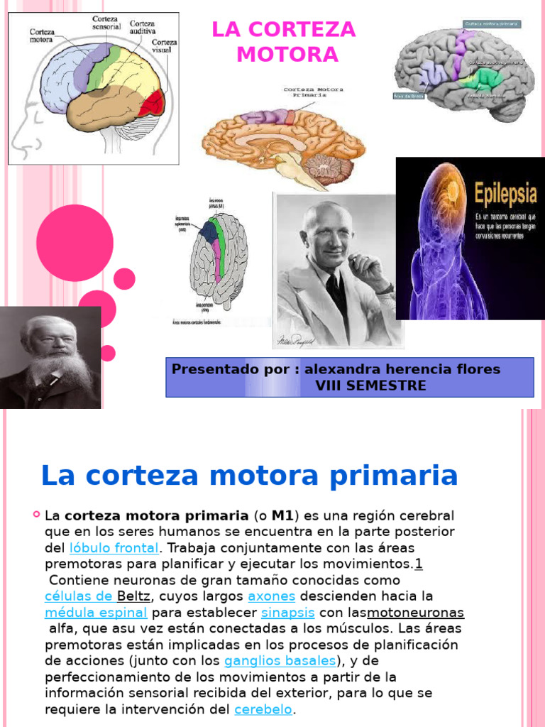 Anatomía y función de la corteza motora | PDF | Cerebro | Neuroanatomía