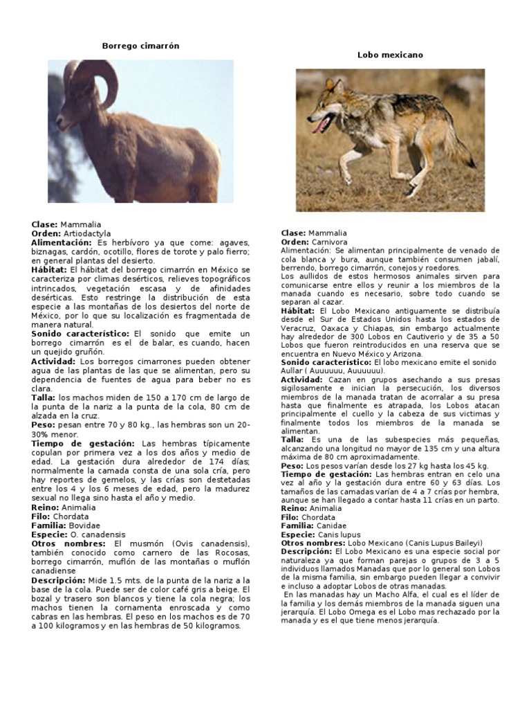 Borrego cimarrón.! | Naturaleza