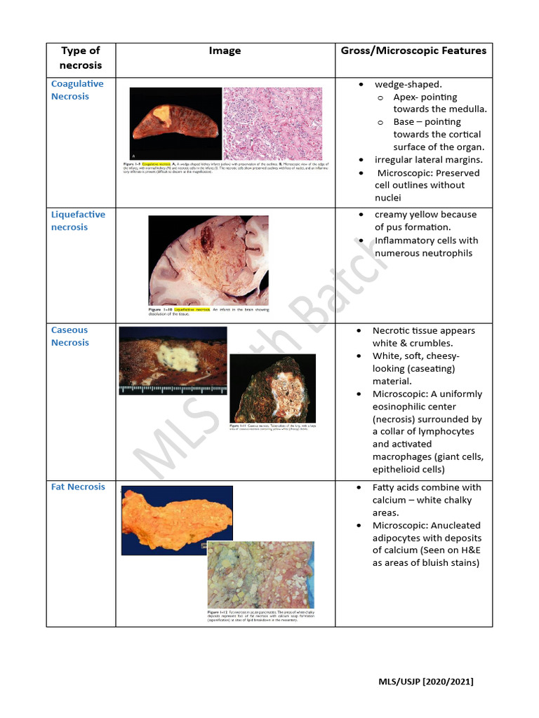 Ospe - Pathology - Cell Injury 2 | PDF | Epithelium | Necrosis