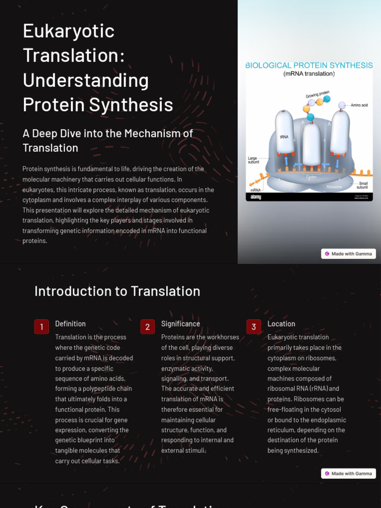Eukaryotic Translation Understanding Protein Synthesis | PDF ...