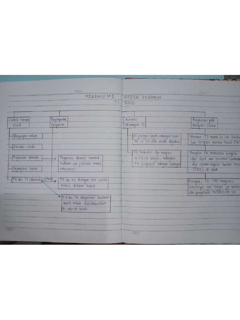 Perkembangan Embrio Aves | PDF