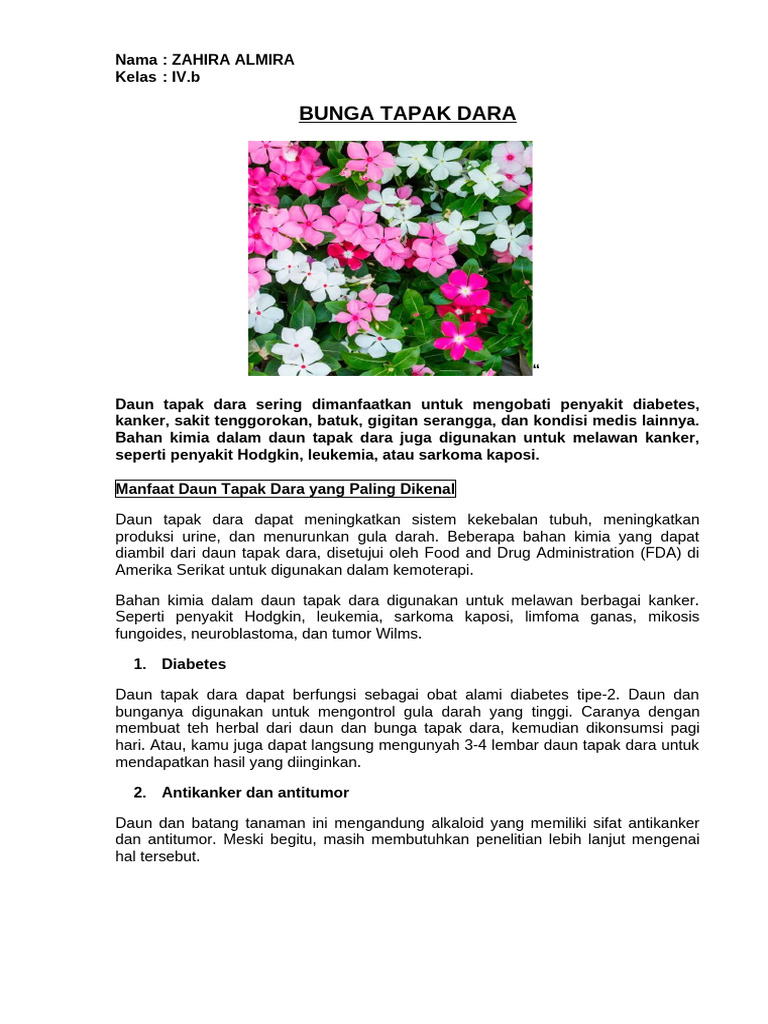 Daun Tapak Dara | PDF
