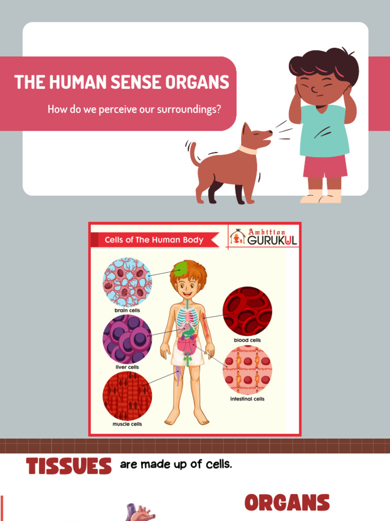 Understanding Human Sense Organs | PDF | Senses | Perception