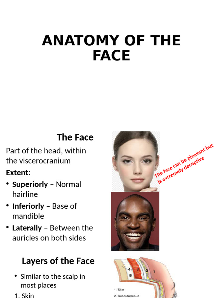 Anatomy of The Face 2024 | PDF | Human Nose | Vein