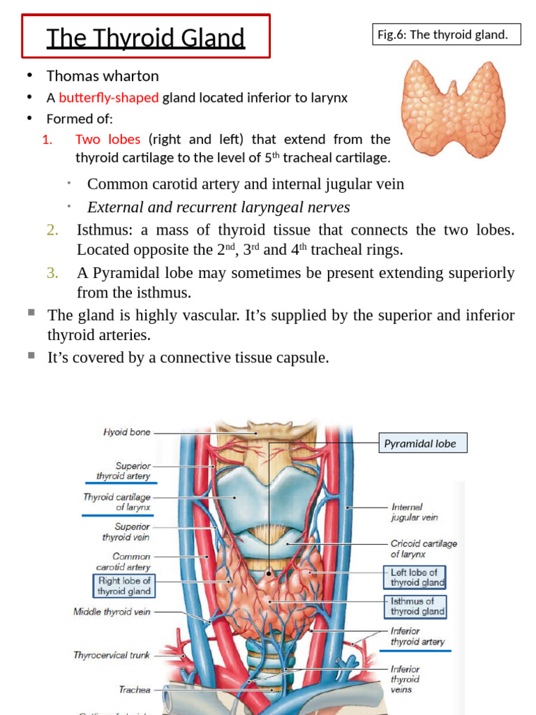 Thyroid | PDF | Thyroid | Adrenal Gland