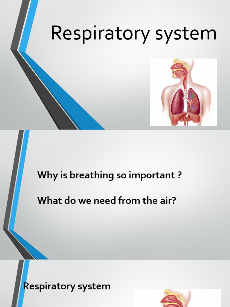 Respiratory System | PDF | Wellness