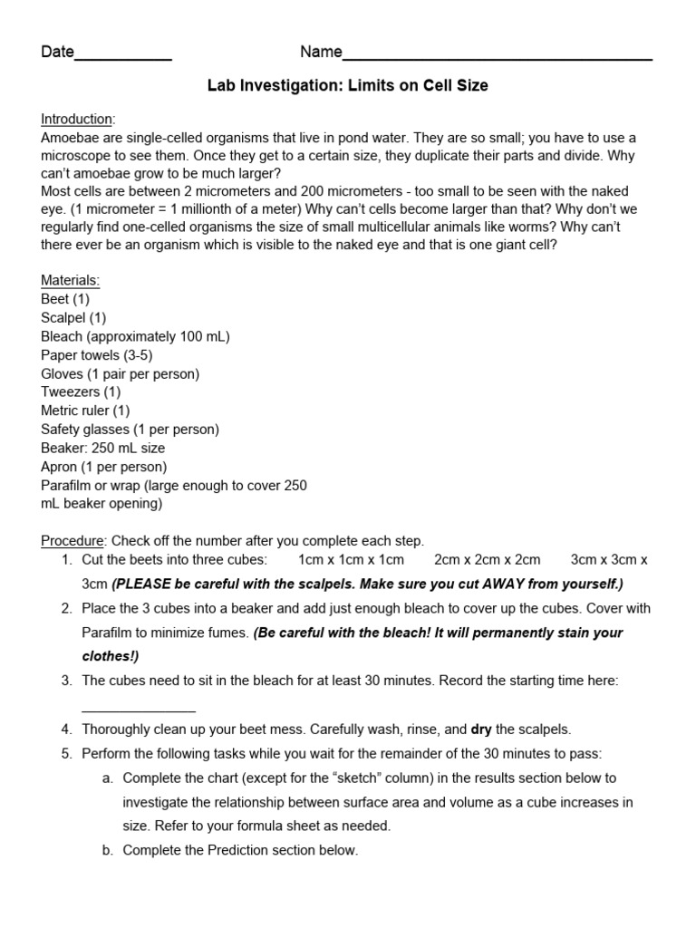 3 LAB Beets and Bleach Lab Investigation - Limits On Cell Size | PDF | Surface Area | Area