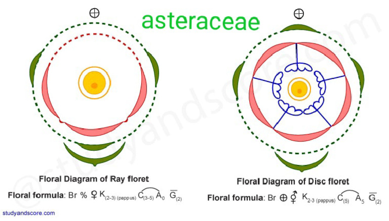 Asteraceae | PDF
