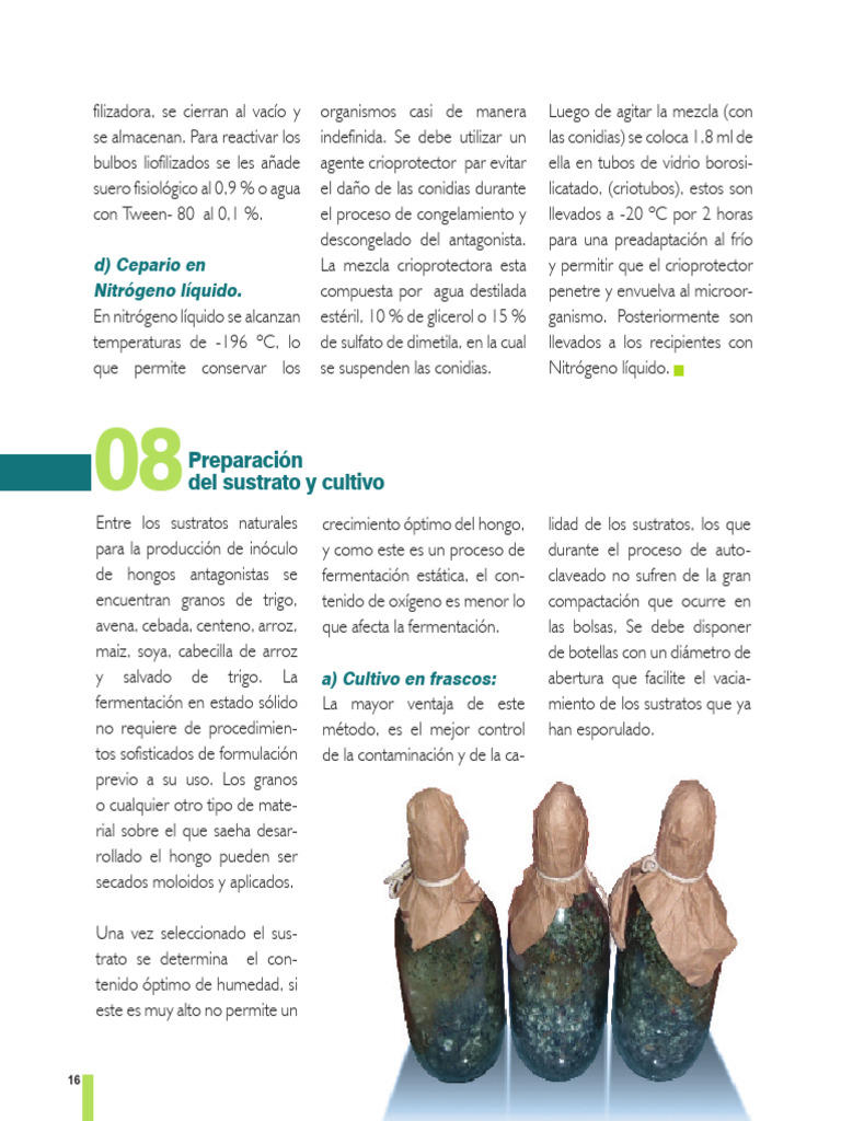 Producción de Trichoderma 04 | PDF | Germinación