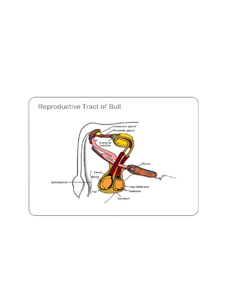 Reproductive Systems in Farm Animals | PDF | Menstrual Cycle | Testicle