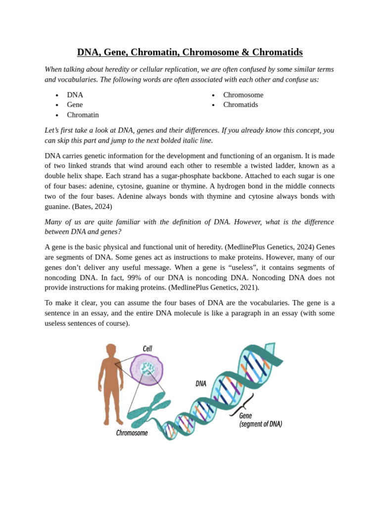 Chromatin and Chromosome | PDF | Dna | Gene