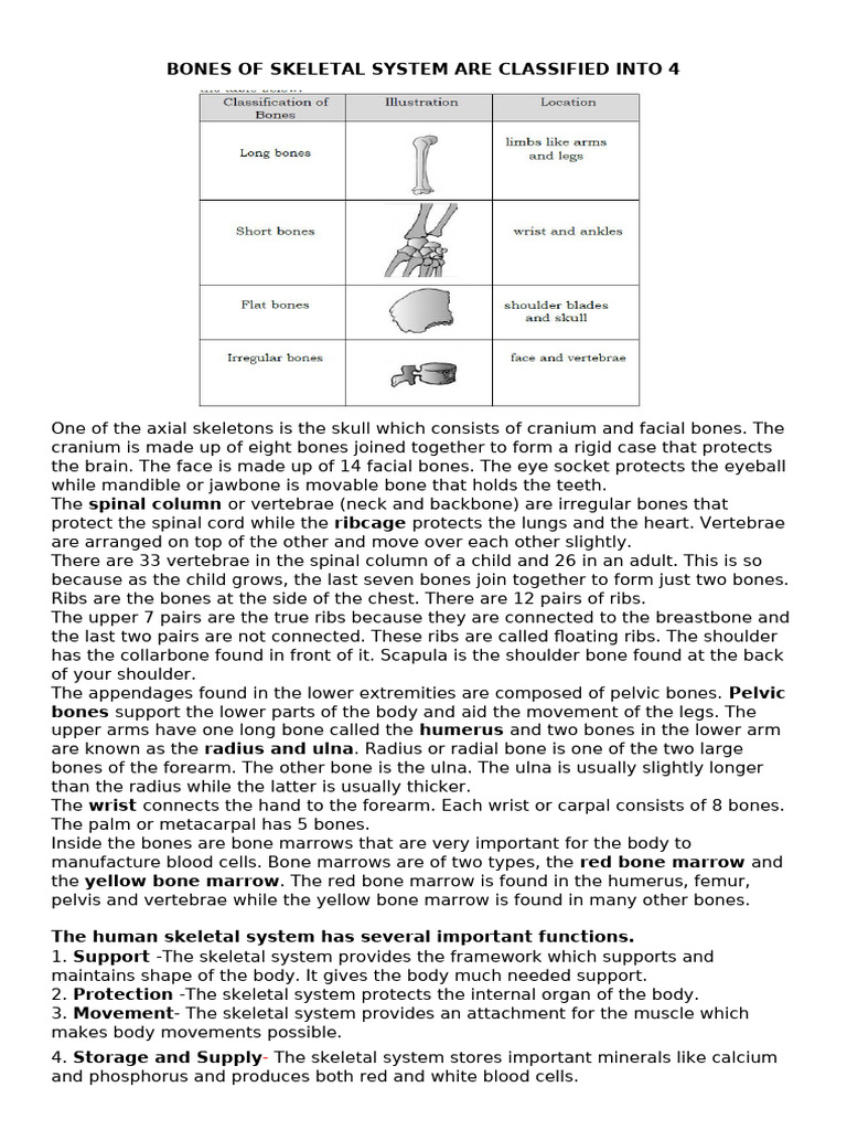 Bones of Skeletal System Are Classified Into 4 | PDF | Skeleton | Bone