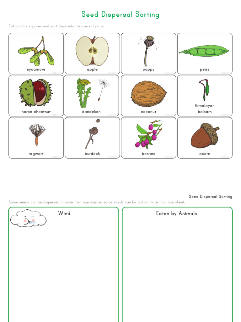 Seed Dispersal Sorting Activity | PDF